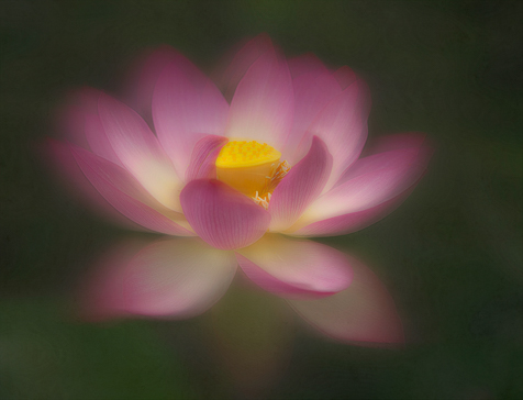 March 2021 – Manukau Photographic Society