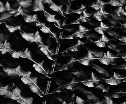 April 2023 – Manukau Photographic Society