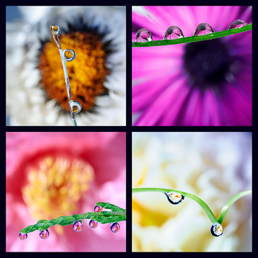 Set of Four 2023 – Manukau Photographic Society
