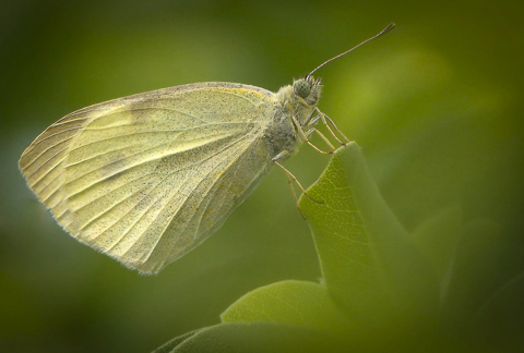 NZ Natural History 2024 – Manukau Photographic Society
