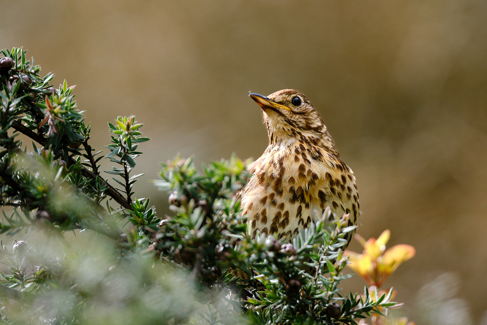 NZ Natural History 2025 – Manukau Photographic Society